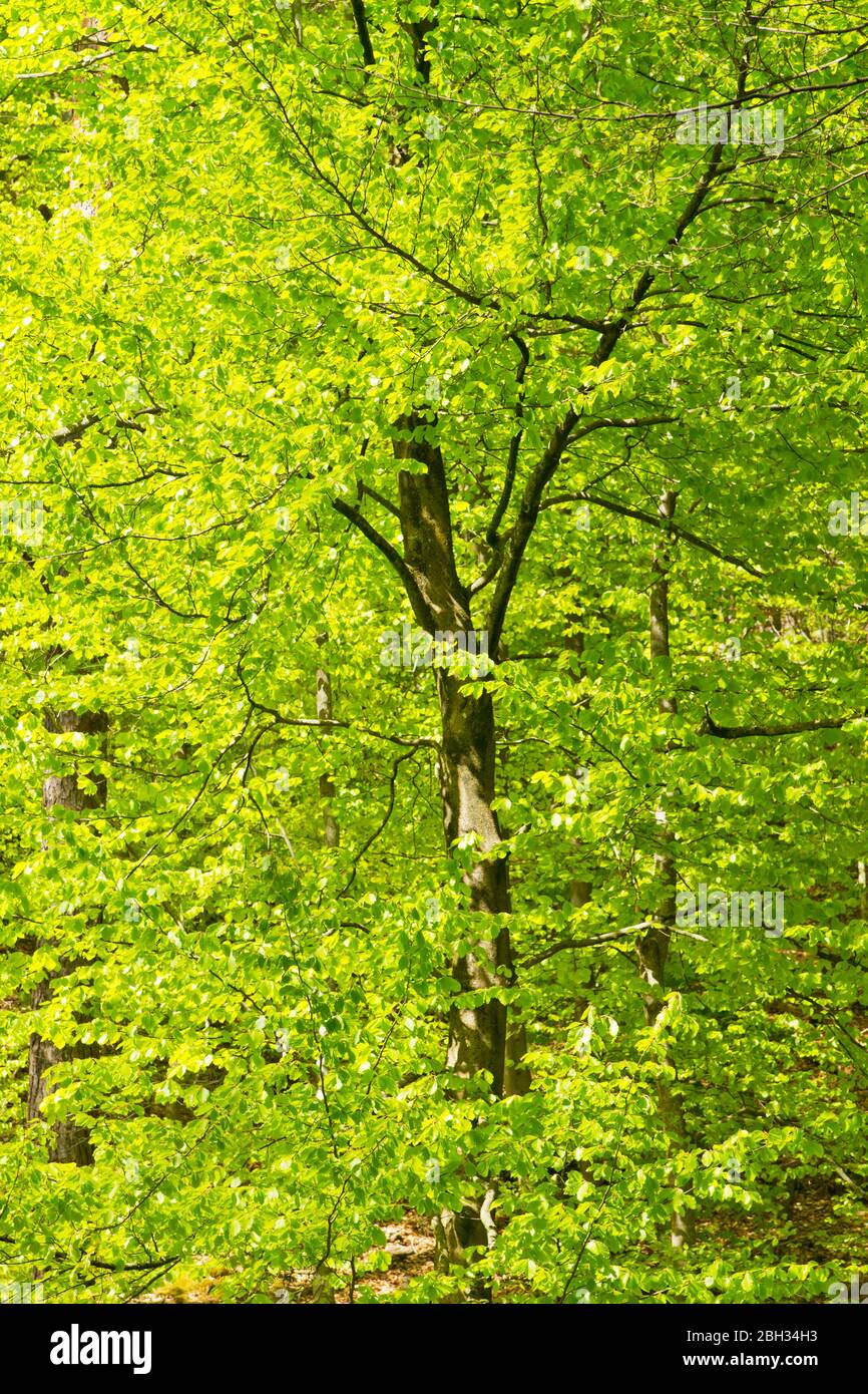 Lush green beech trees hi-res stock photography and images - Alamy