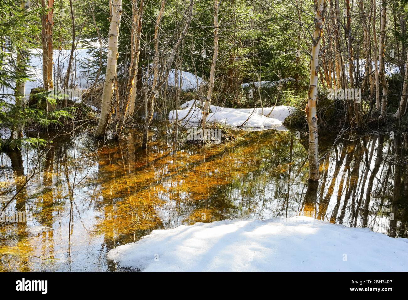 Spring flood at the swamp in the Trondelag, Norway Stock Photo - Alamy