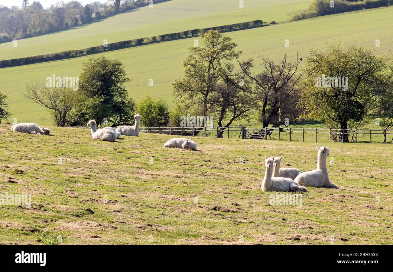 Alpacas in a field hi-res stock photography and images - Alamy