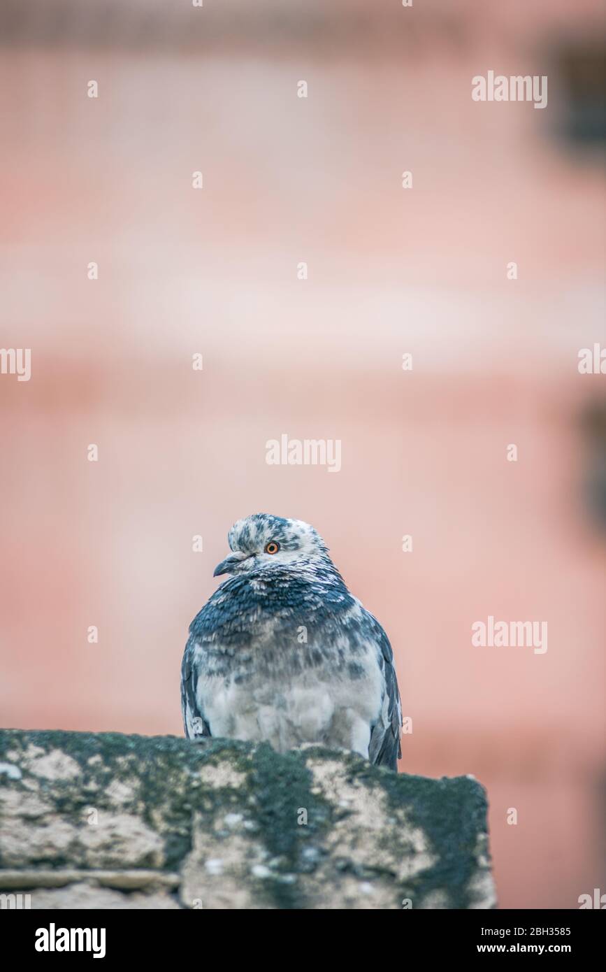 very beautiful pigeon with an unusual red color Stock Photo - Alamy