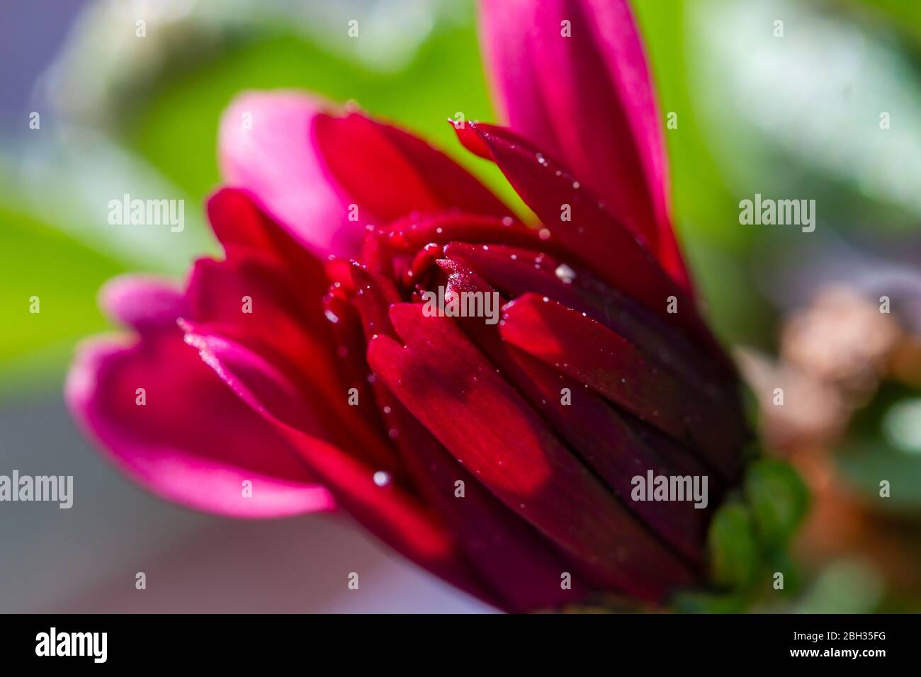 Red chrysanthemums flowering plants, also known as mums or chrysanths ...
