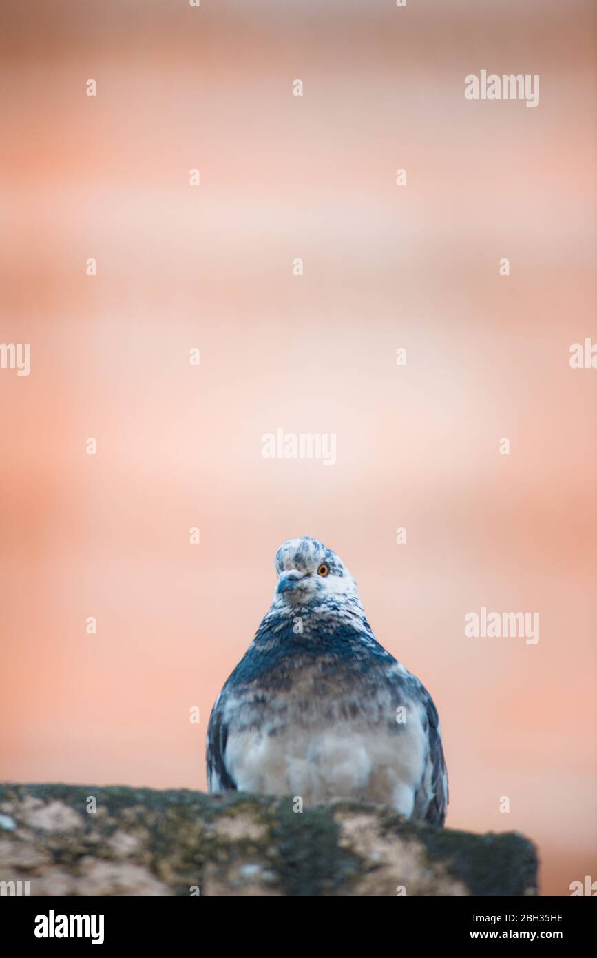 very beautiful pigeon with an unusual red color Stock Photo - Alamy
