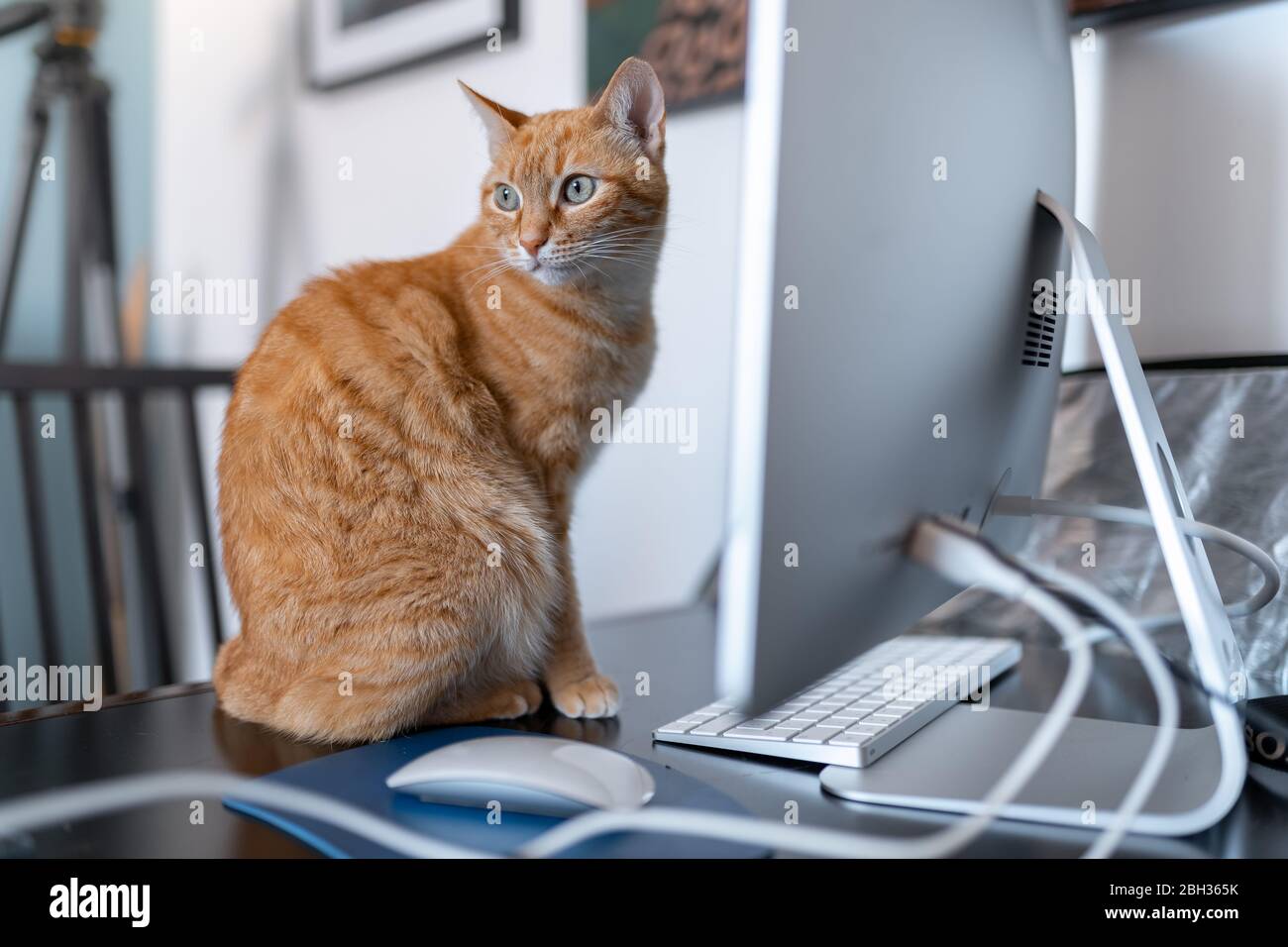green-eyed tabby cat sits in front of the computer Stock Photo - Alamy