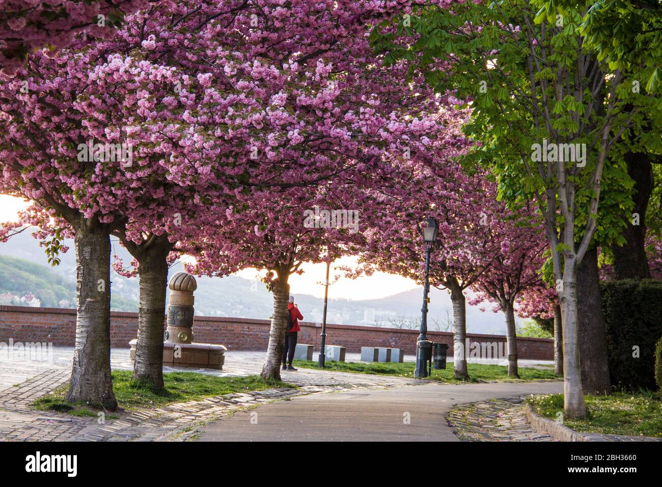 cherry blossom in Budapest Stock Photo - Alamy