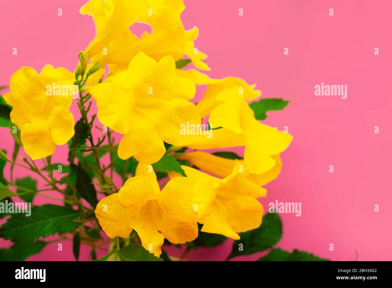 Yellow elder hi-res stock photography and images - Alamy