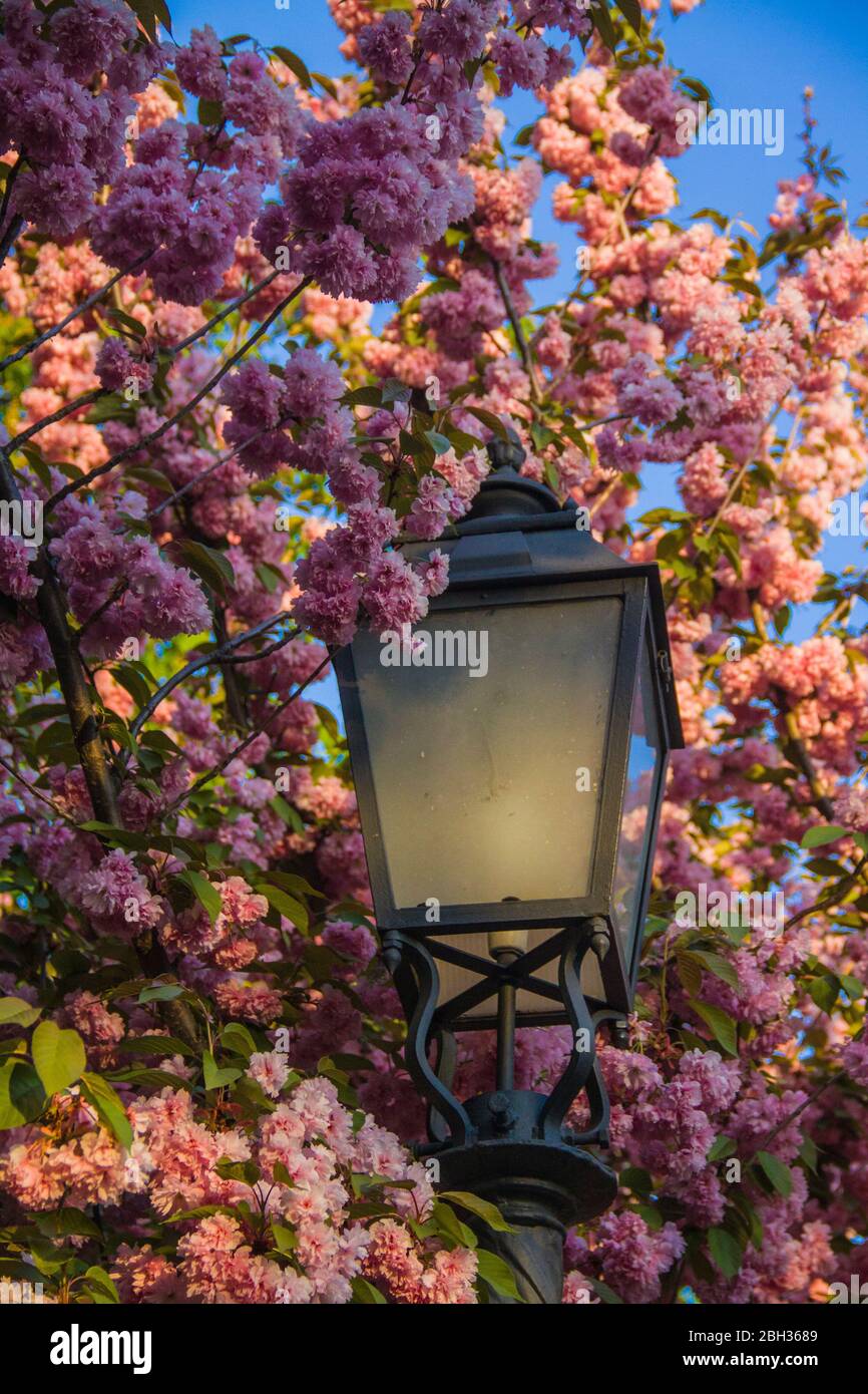 cherry blossom in Budapest Stock Photo - Alamy