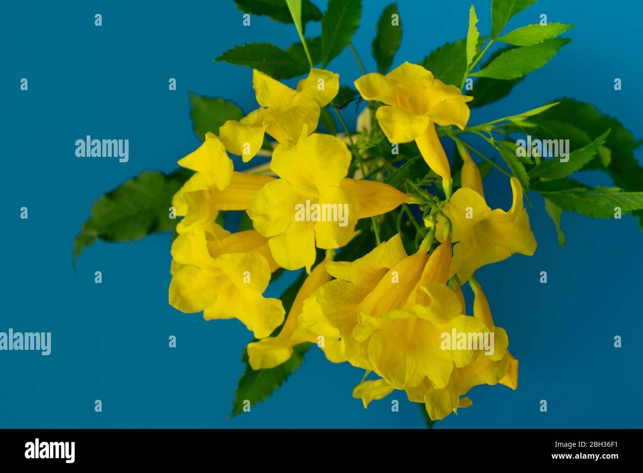 Yellow elder hi-res stock photography and images - Alamy