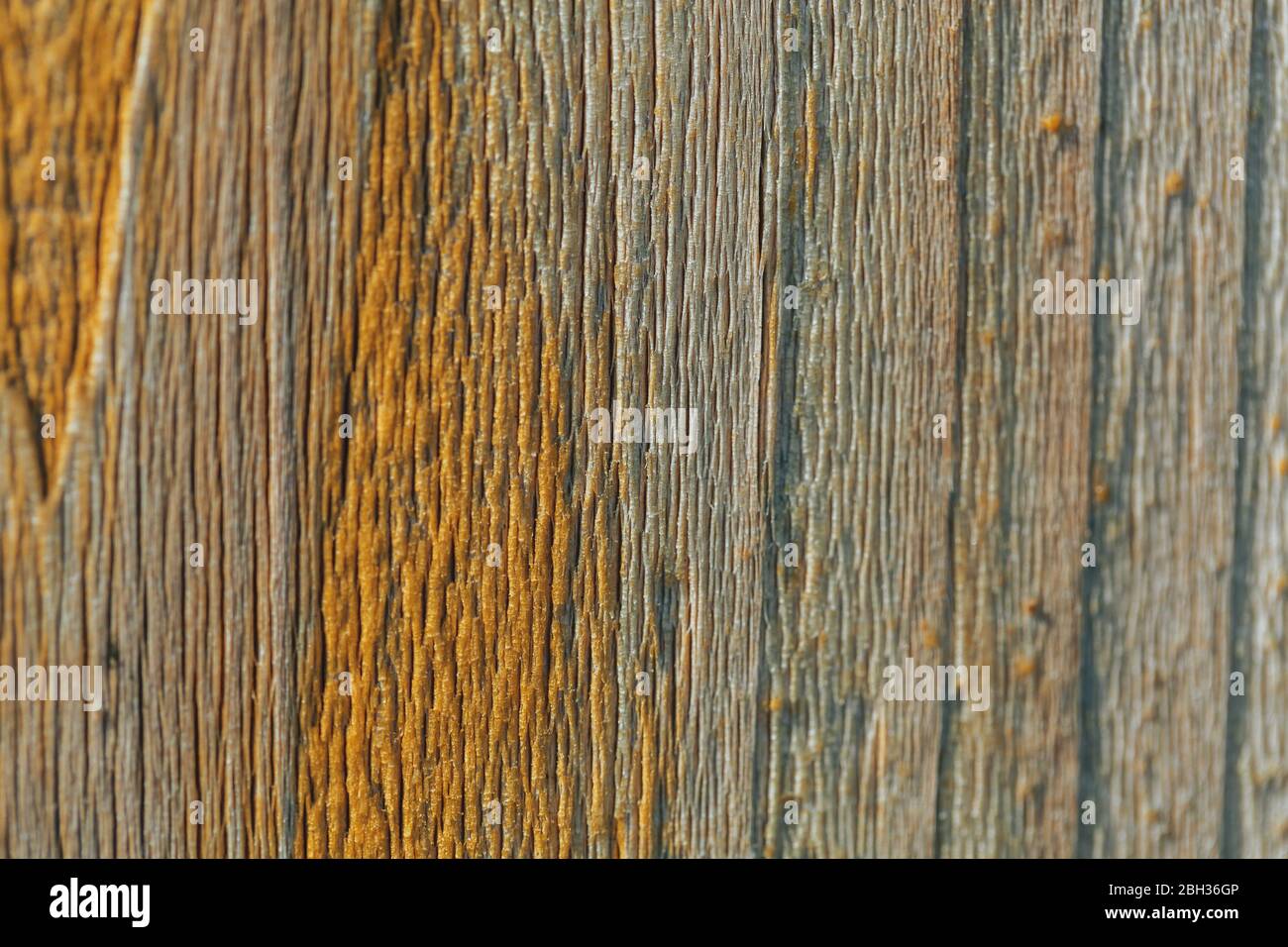 tree structure close up Stock Photo - Alamy