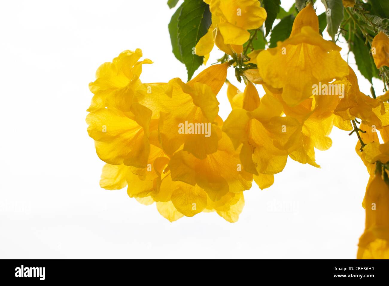 Yellow elder hi-res stock photography and images - Alamy