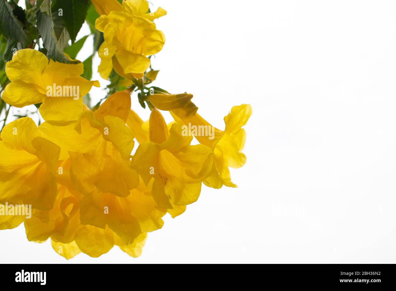 Yellow elder hi-res stock photography and images - Alamy