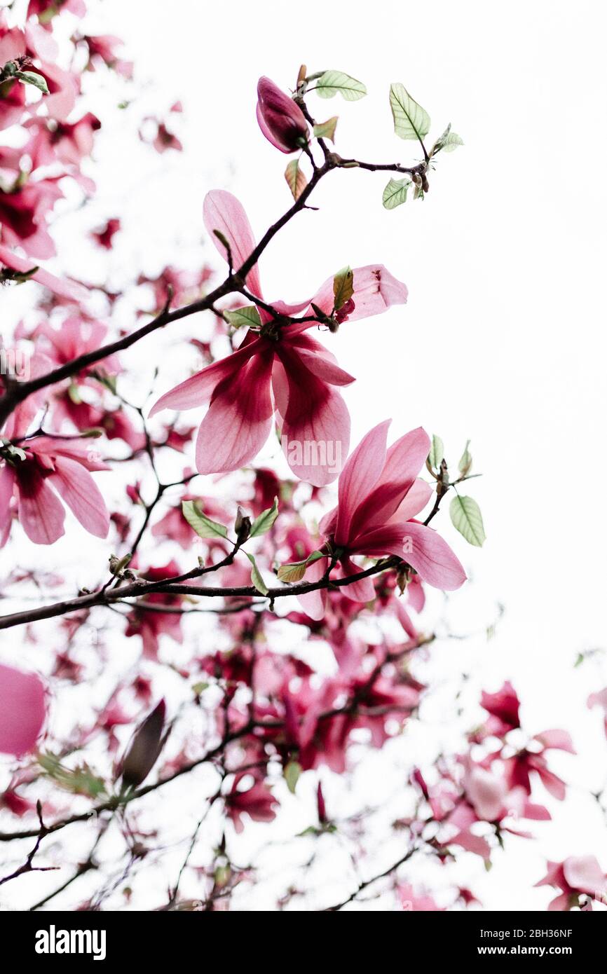 Spring in paris, flowers blooming with Parisian architecture on the ...