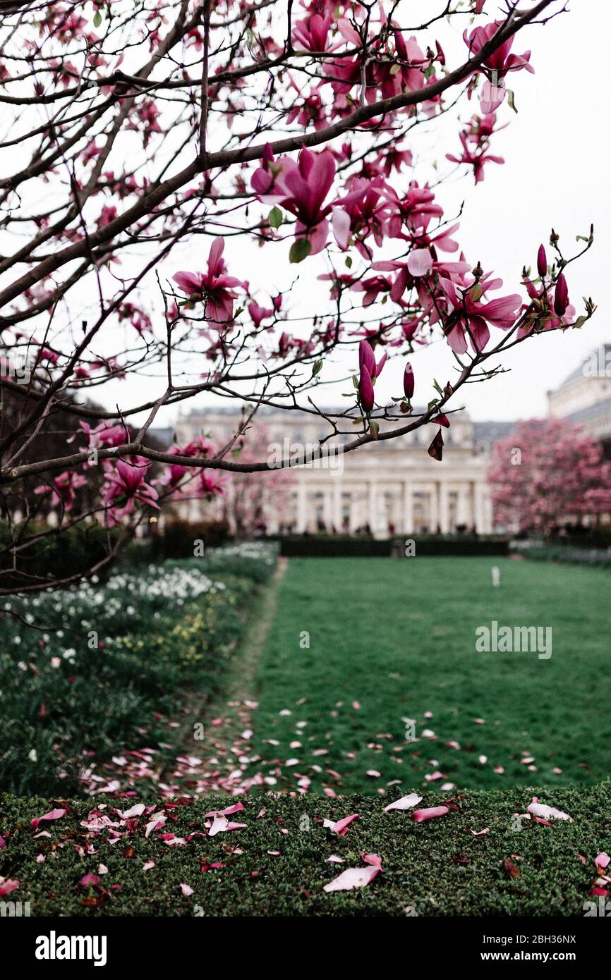 Le jardin du palais royal paris hi-res stock photography and images - Alamy