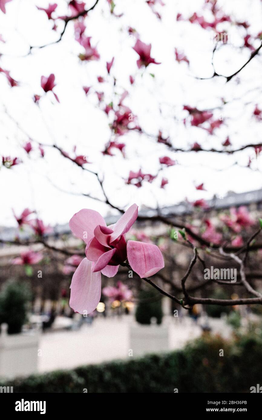 Le jardin du palais royal paris hi-res stock photography and images - Alamy