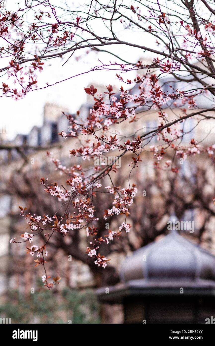 Spring in paris, flowers blooming with Parisian architecture on the ...