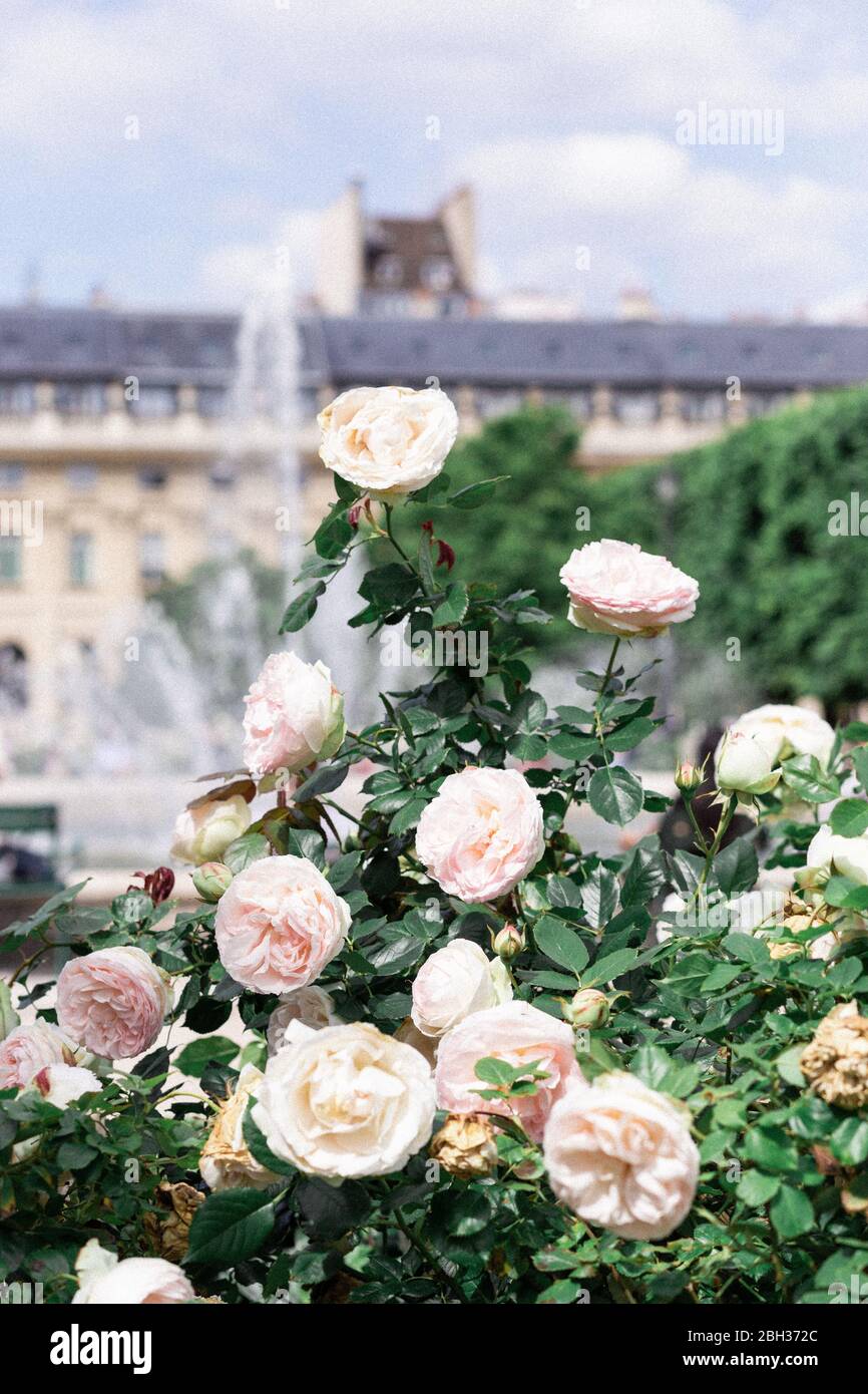Blooming beautiful pink roses hi-res stock photography and images - Alamy