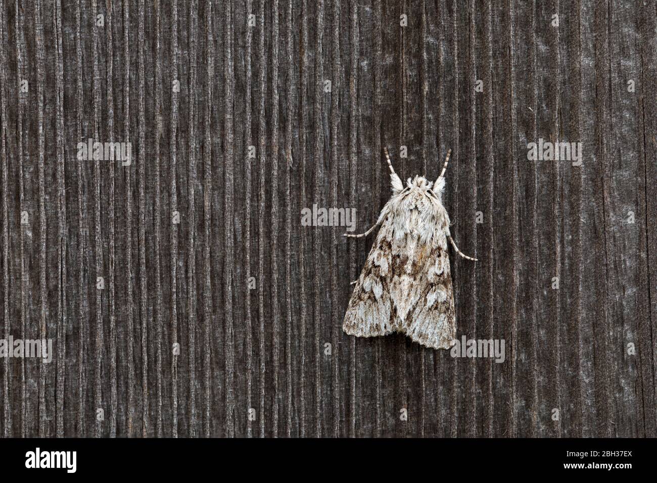 Early Grey Moth; Xylocampa areola; on Wood; Cornwall; UK Stock Photo ...