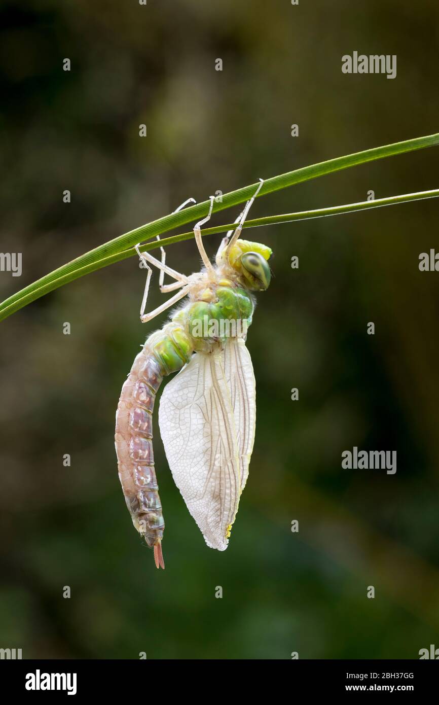 Emperor Dragonfly; Anax imperator; Female; Emerging; UK Stock Photo - Alamy