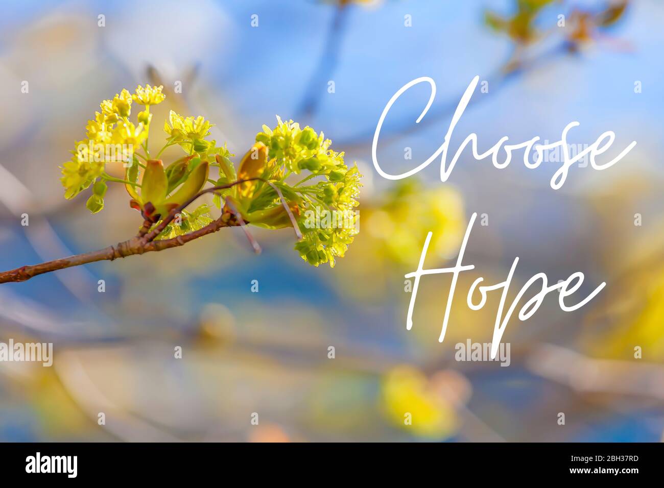 Inspirational Typographic Quote - Choose Hope. Nature back ground of ...