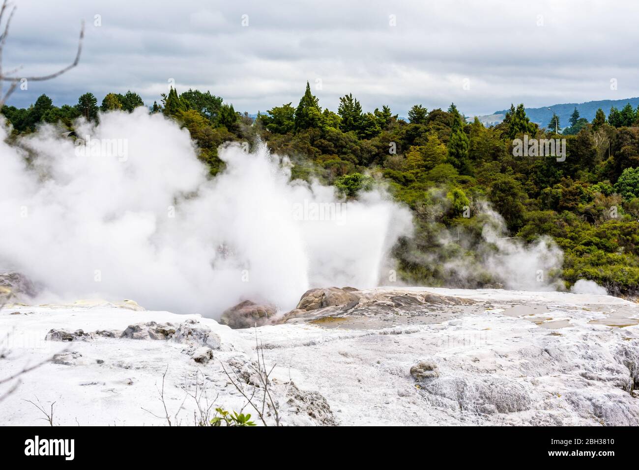 Pohutu geyser eruption in Te Puia, Rotorua, New Zealand Stock Photo - Alamy