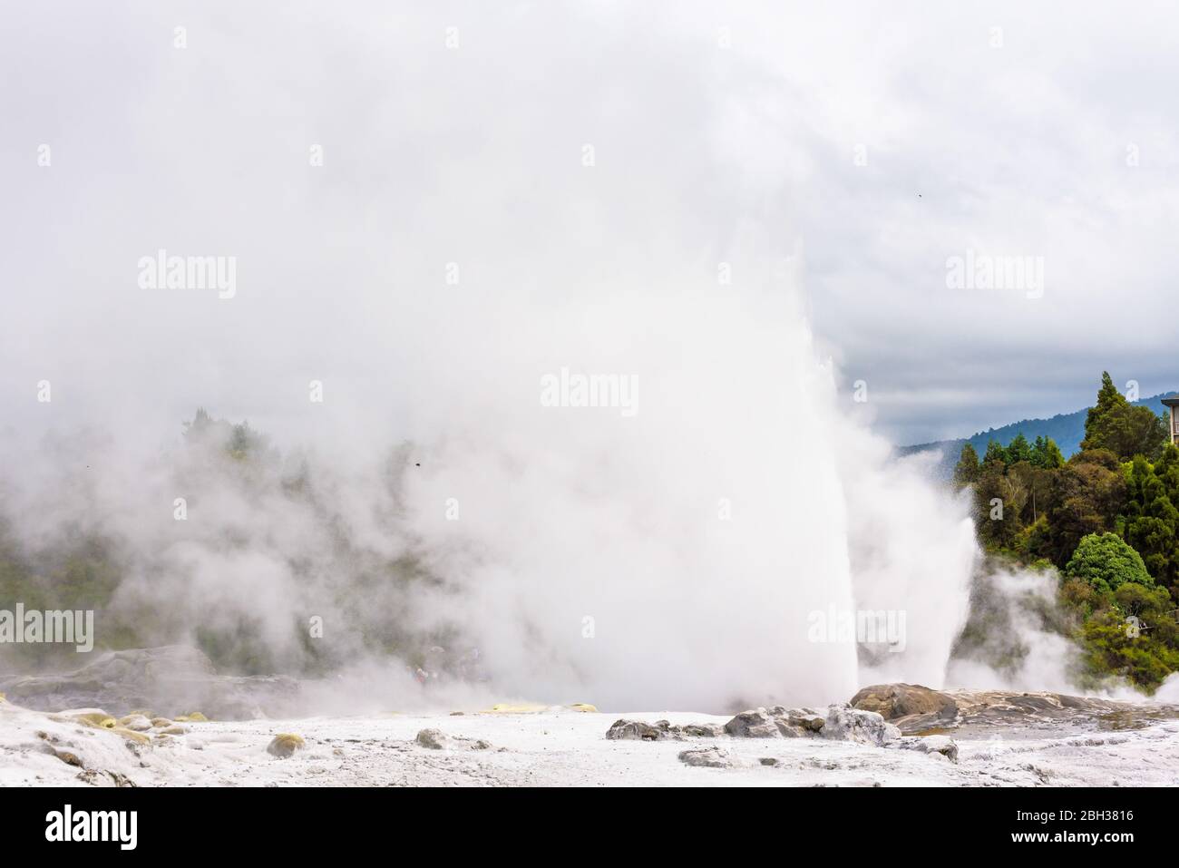 Pohutu geyser eruption in Te Puia, Rotorua, New Zealand Stock Photo - Alamy
