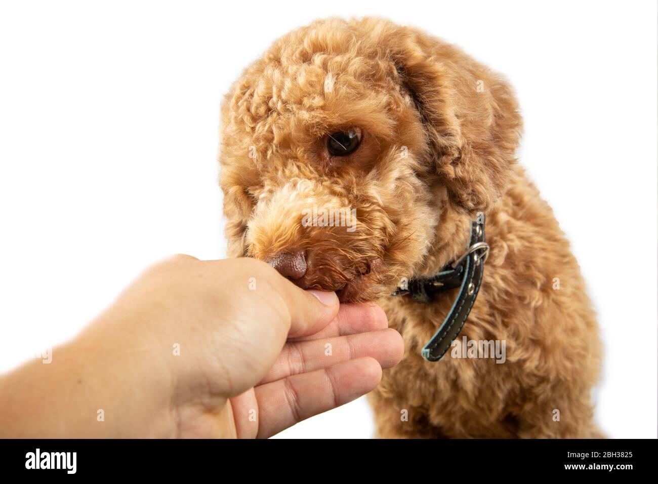 Are Toy Poodles Purebred