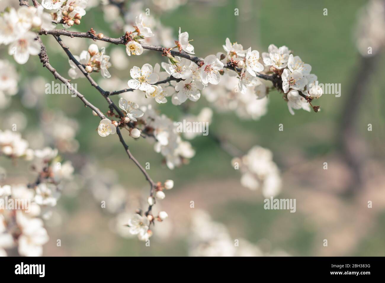 Branch of a blossoming tree on a garden background. Spring blossom ...