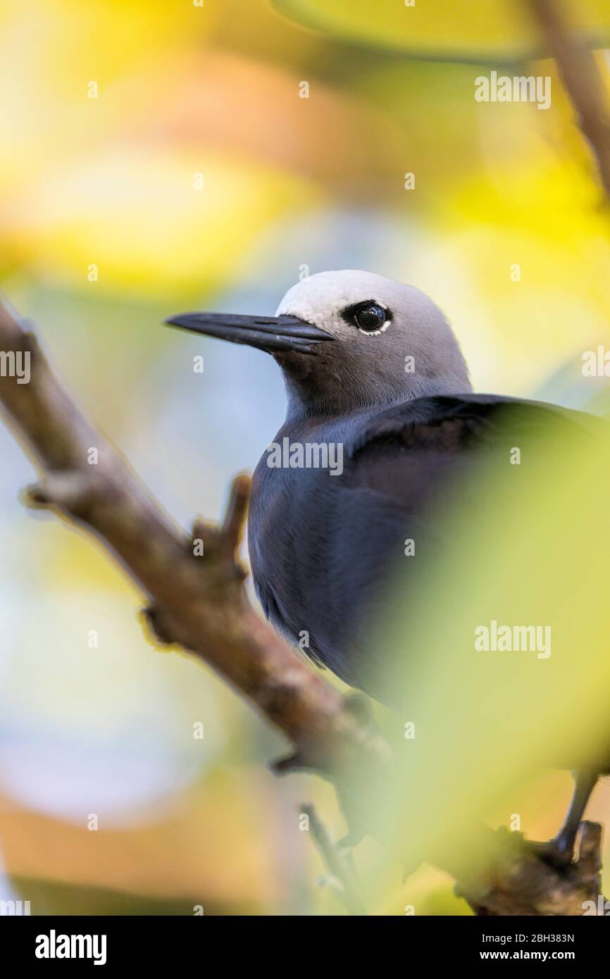 Lesser Noddy; Anous tenuirostris; Seychelles Stock Photo - Alamy