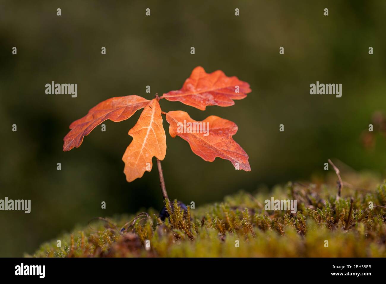 Red oak autumn tree hi-res stock photography and images - Alamy
