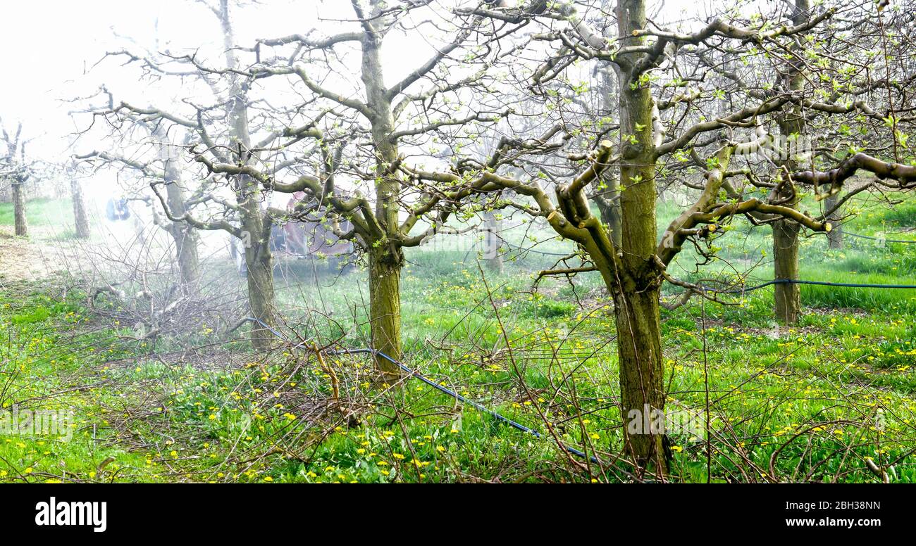 Farmer in tractor spraying apple hi-res stock photography and images ...