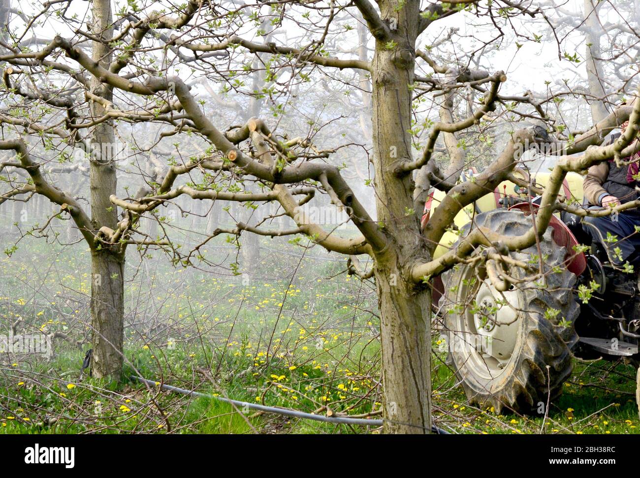 spraying apple orchard in spring Stock Photo - Alamy