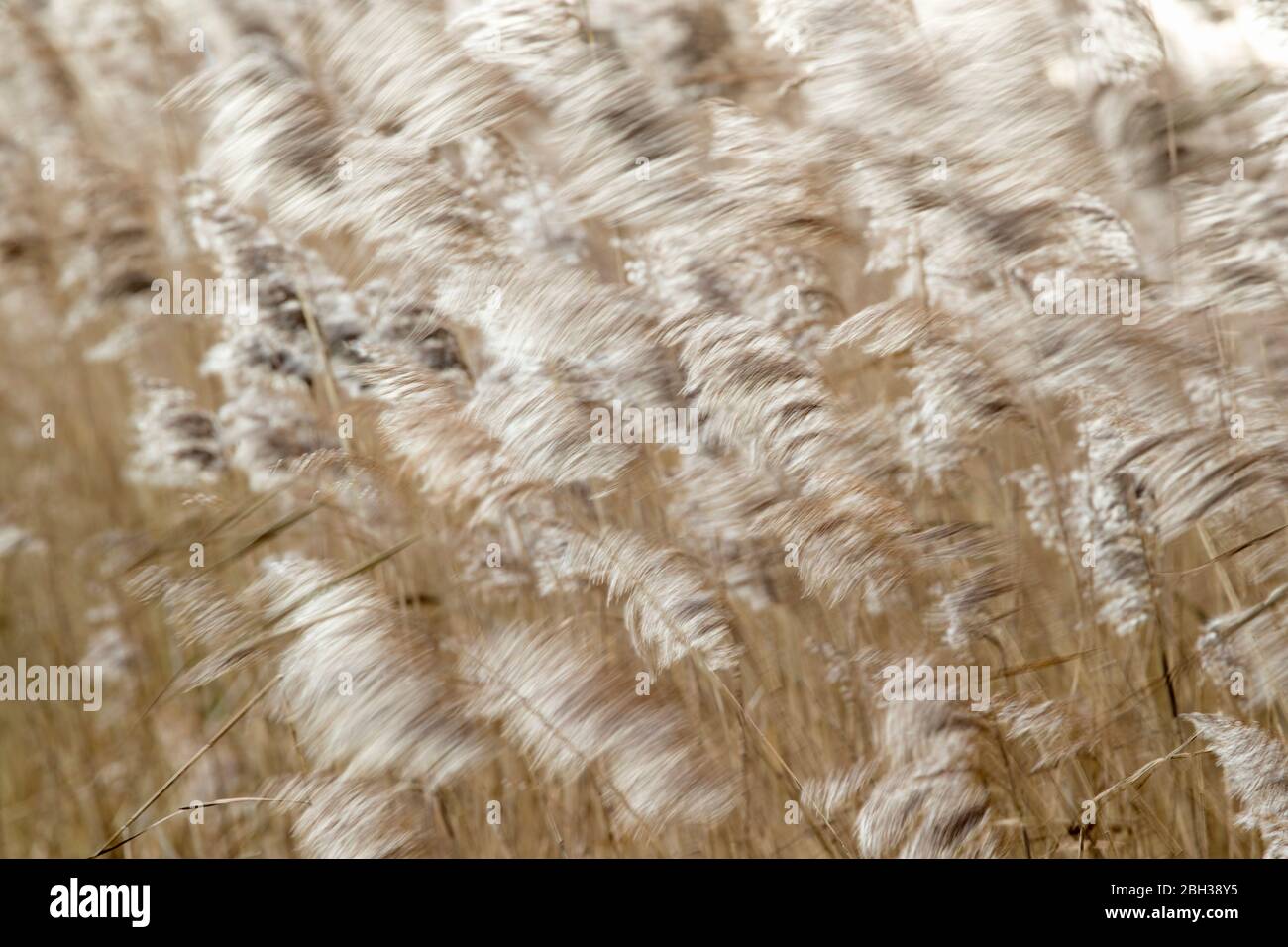 Reed Patterns; Winter; UK Stock Photo - Alamy