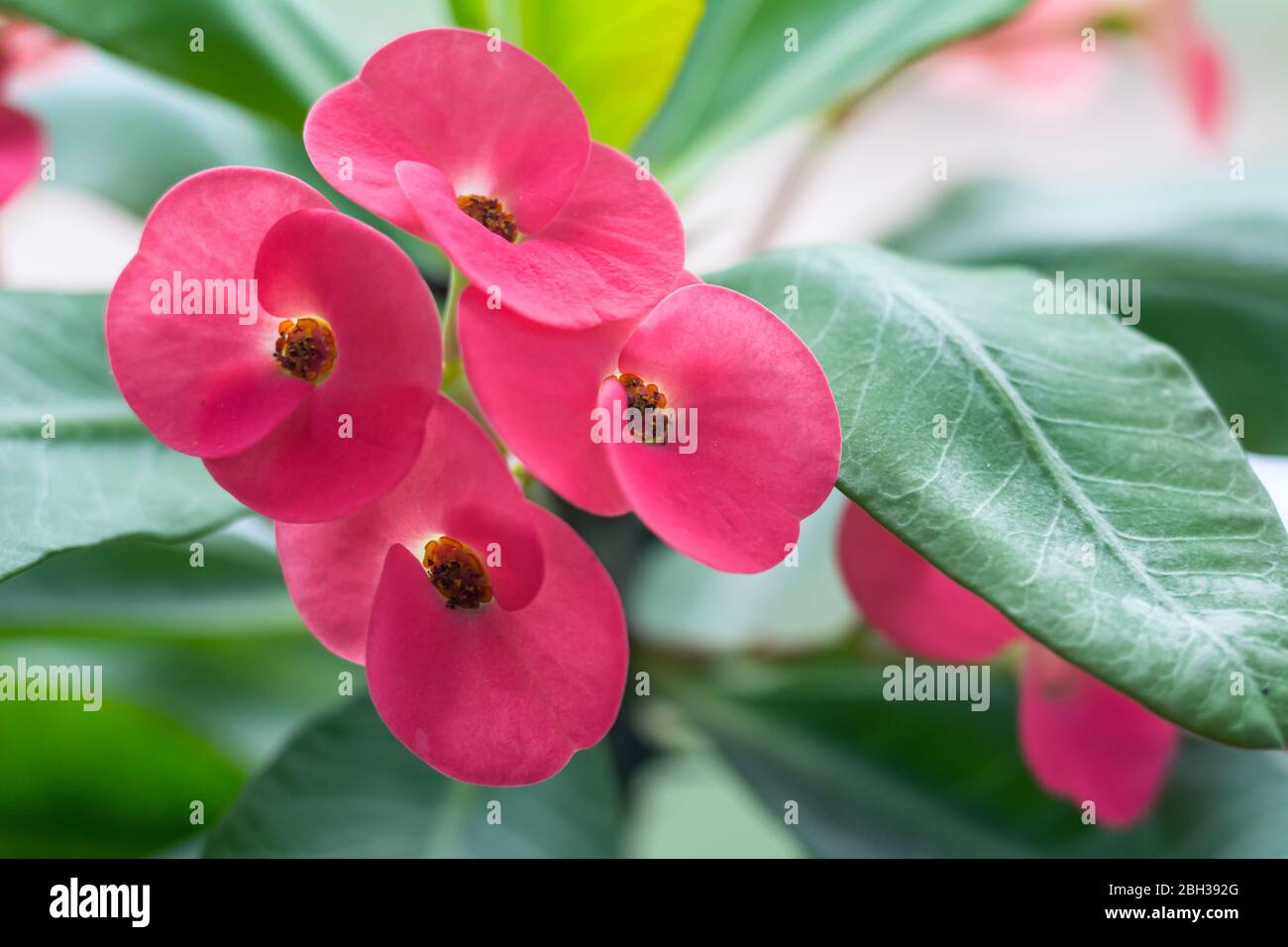 Euphorbia mili flower hi-res stock photography and images - Alamy