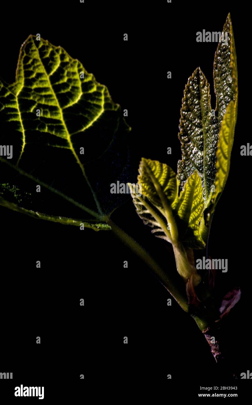 Young foliage on twig, budding leaves on black background Stock Photo ...