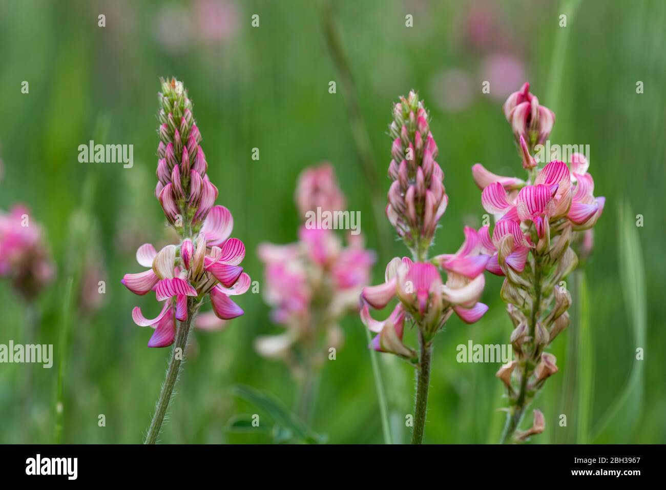 Sanfoin hi-res stock photography and images - Alamy