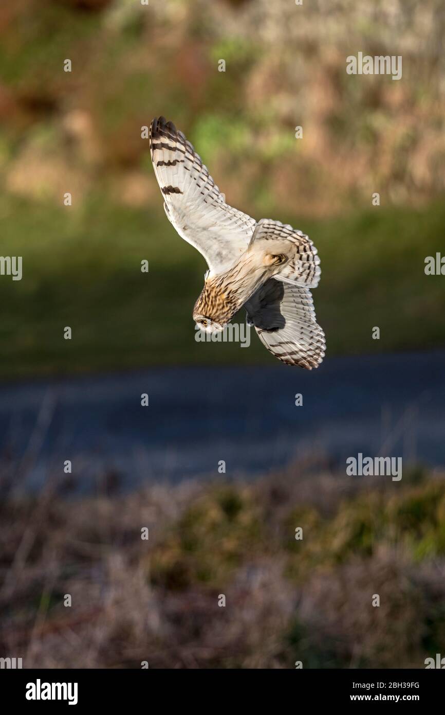 Short eared owl posture hi-res stock photography and images - Alamy