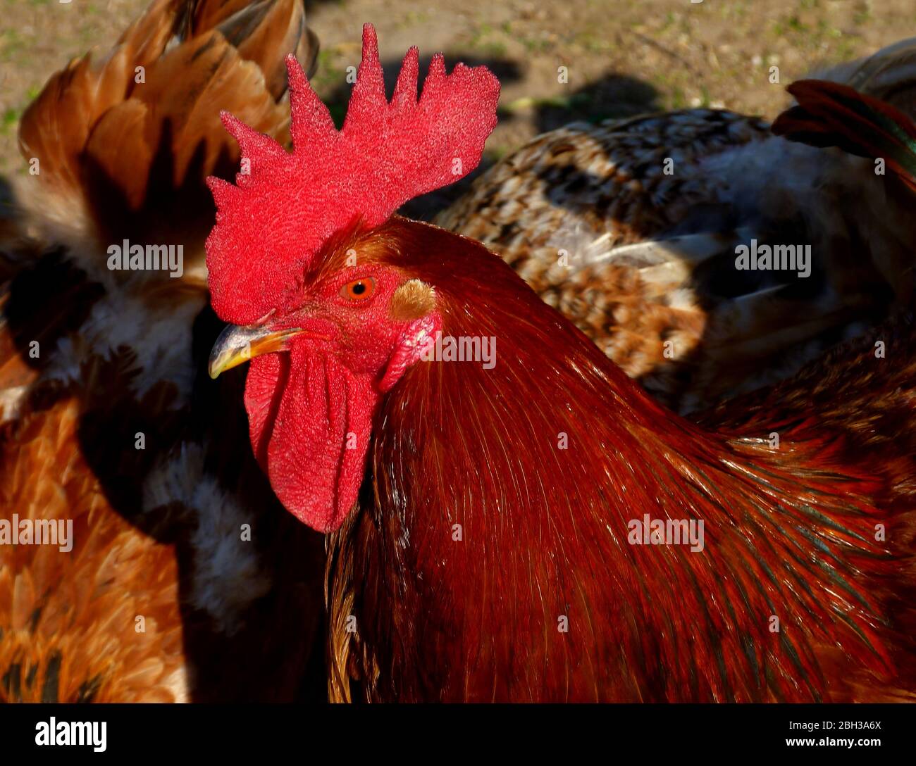 brown rooster profile view. bright red crest. colorful chicken feathers ...