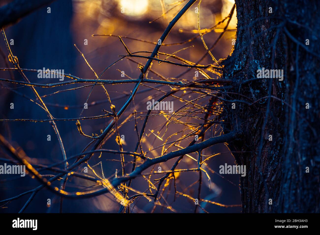 Evening light tree hi-res stock photography and images - Alamy