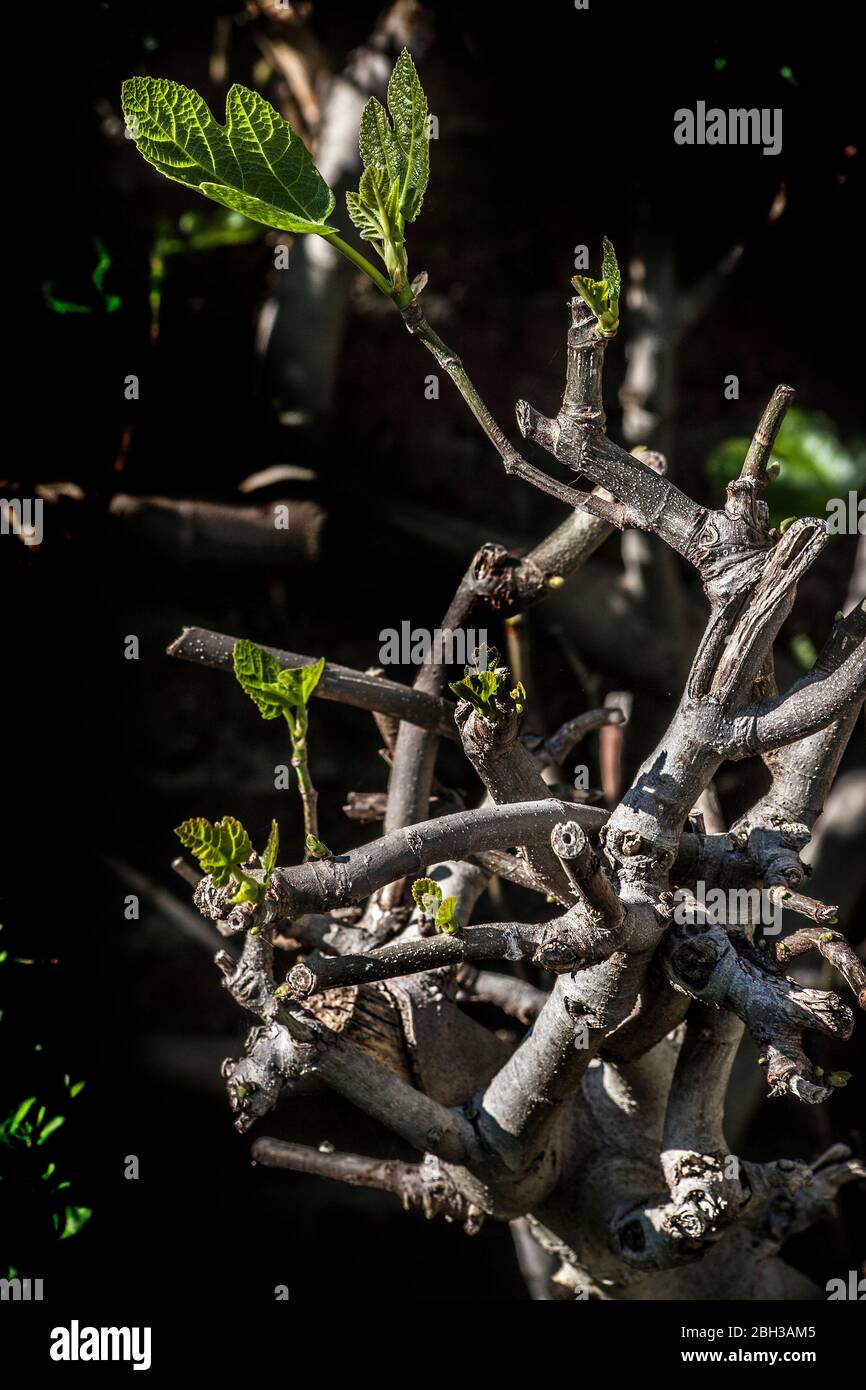 green leaves sprouting on fig tree Stock Photo - Alamy