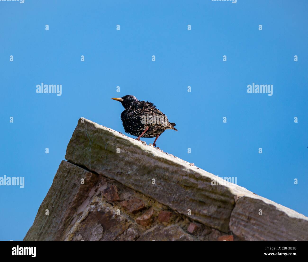 Female starling hi-res stock photography and images - Alamy