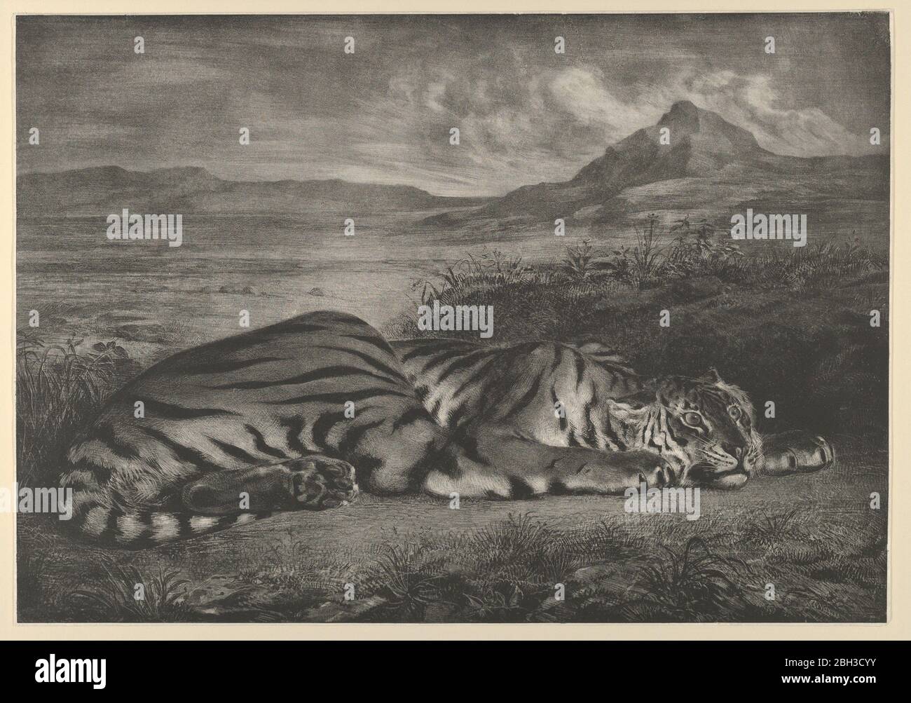 Royal Tiger, 1829 Stock Photo - Alamy