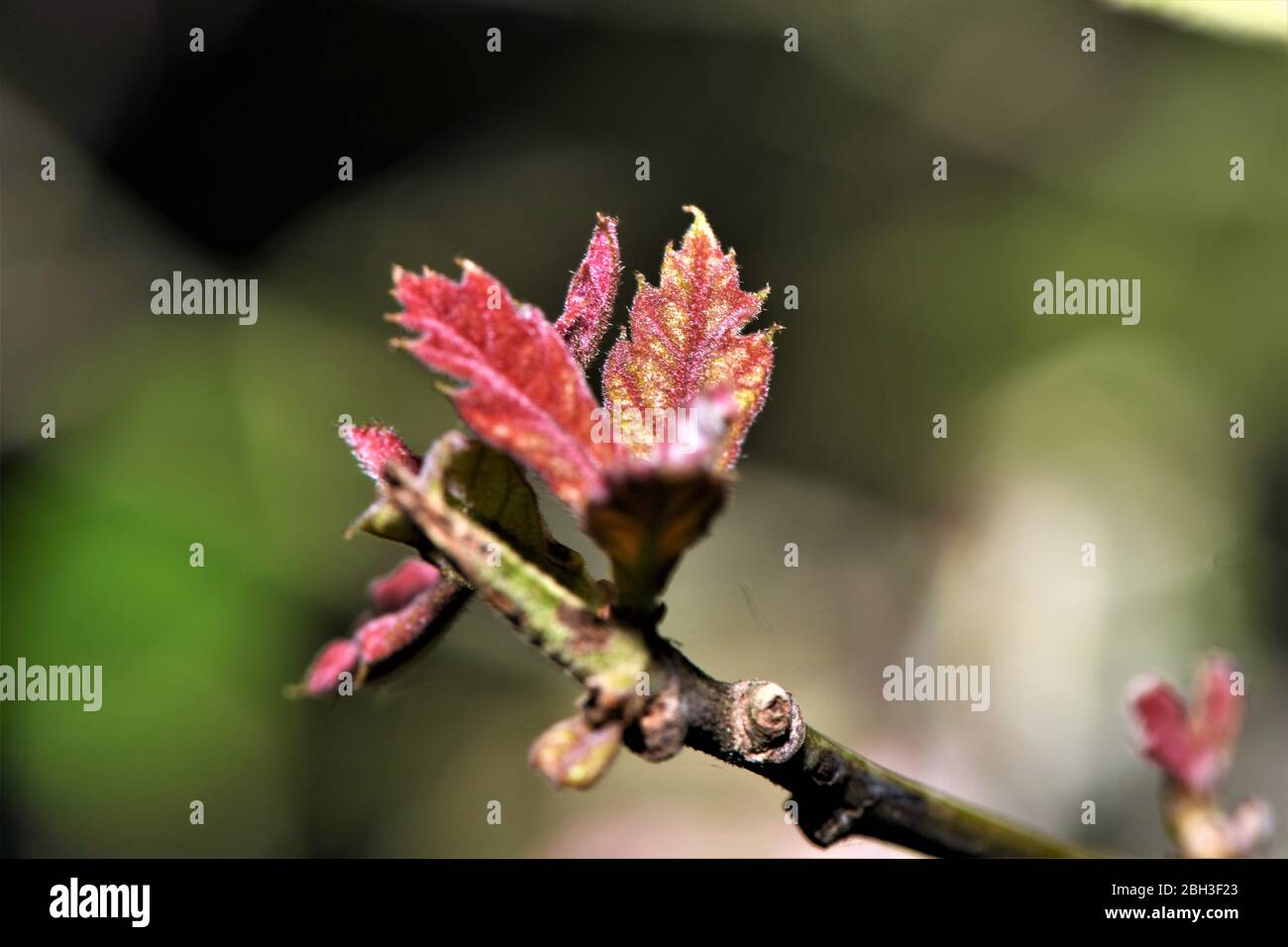 Young oak hi-res stock photography and images - Alamy