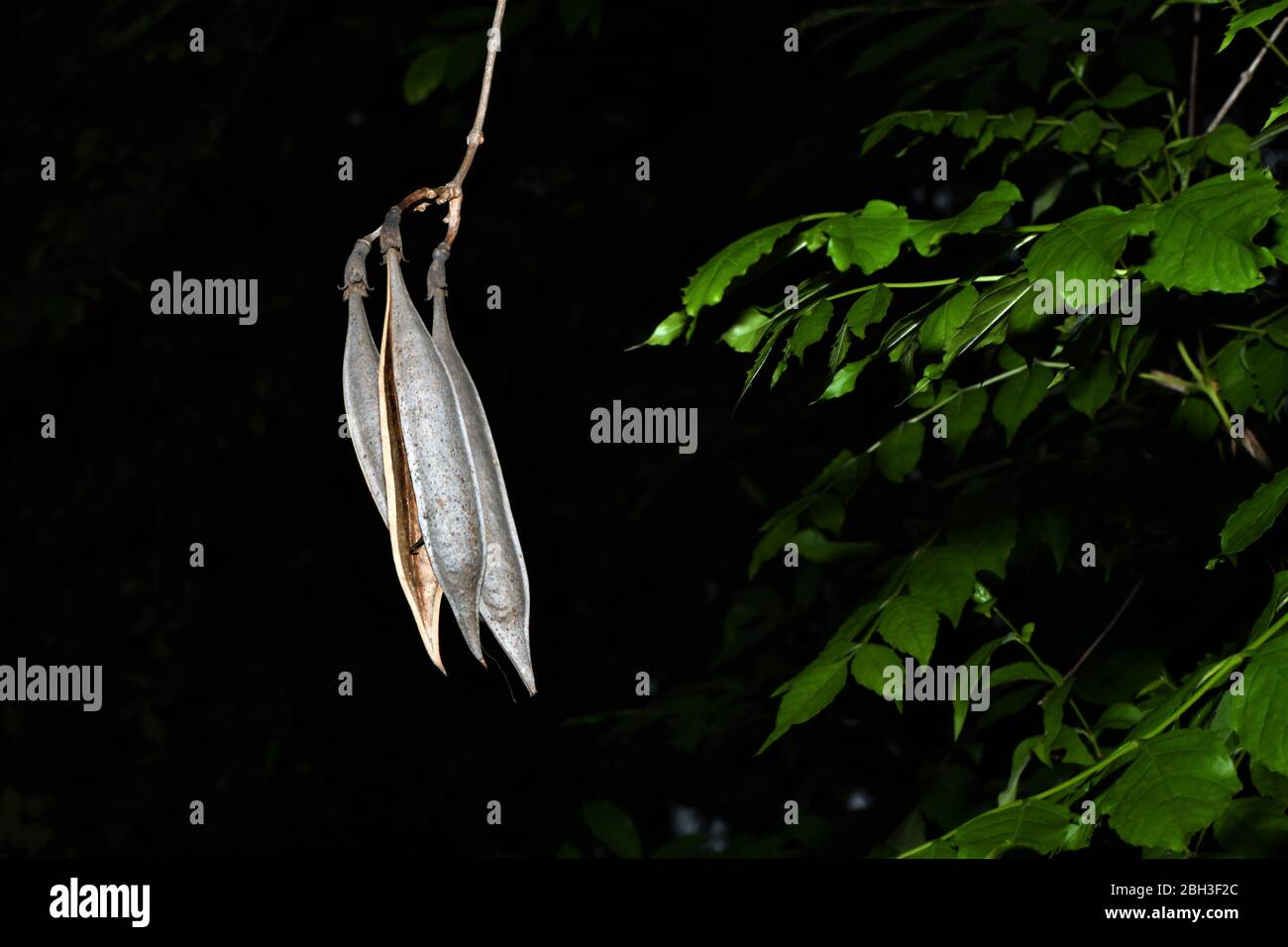Cluster of tree hi-res stock photography and images - Alamy