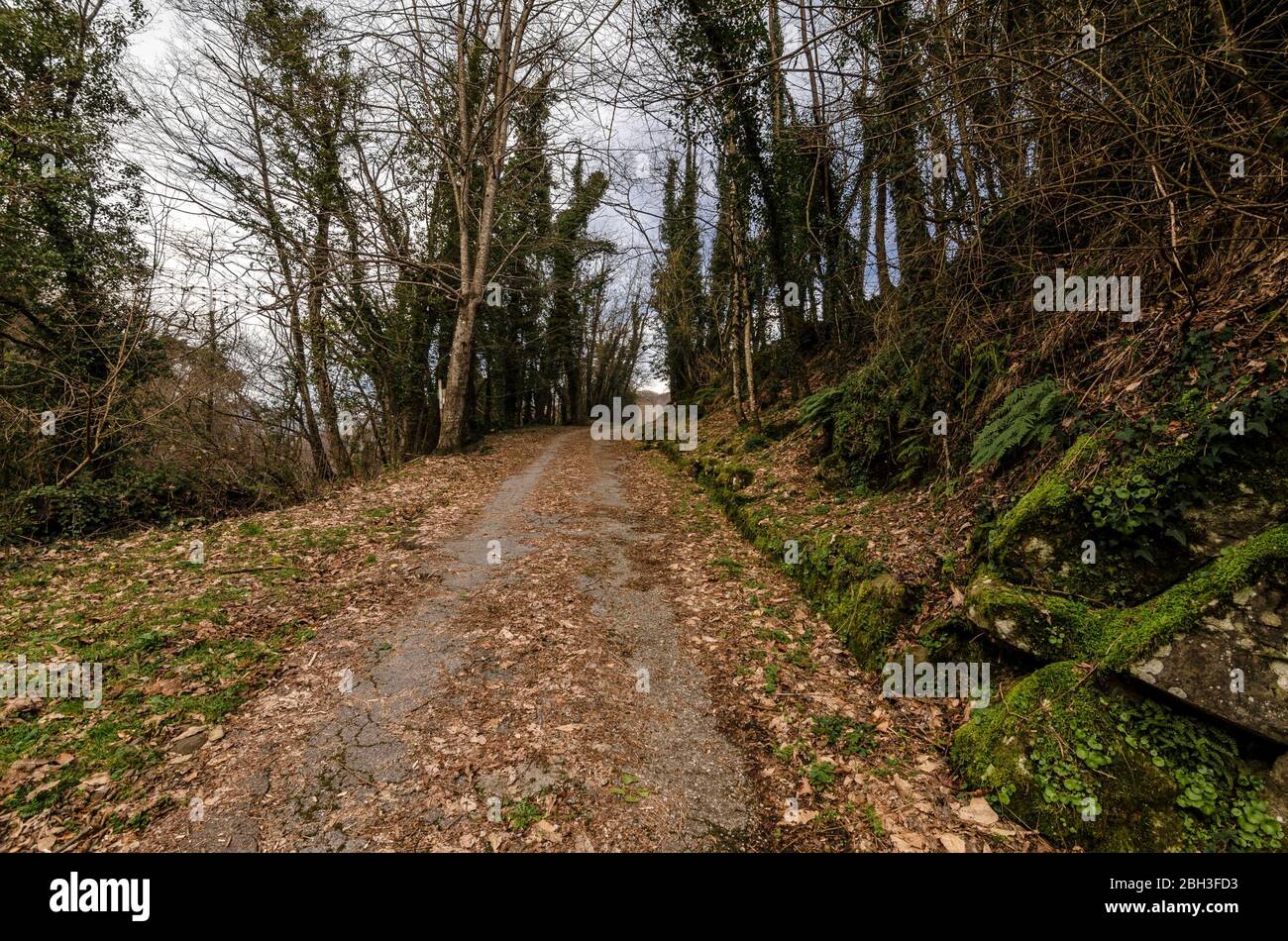 Beautiful path through the woods Stock Photo - Alamy