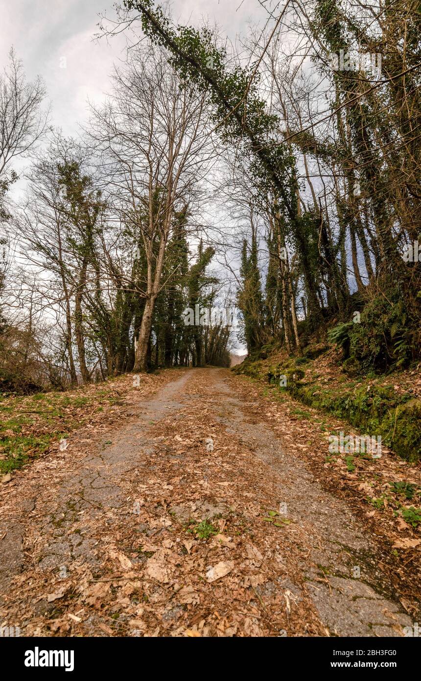 Beautiful path through the woods Stock Photo - Alamy