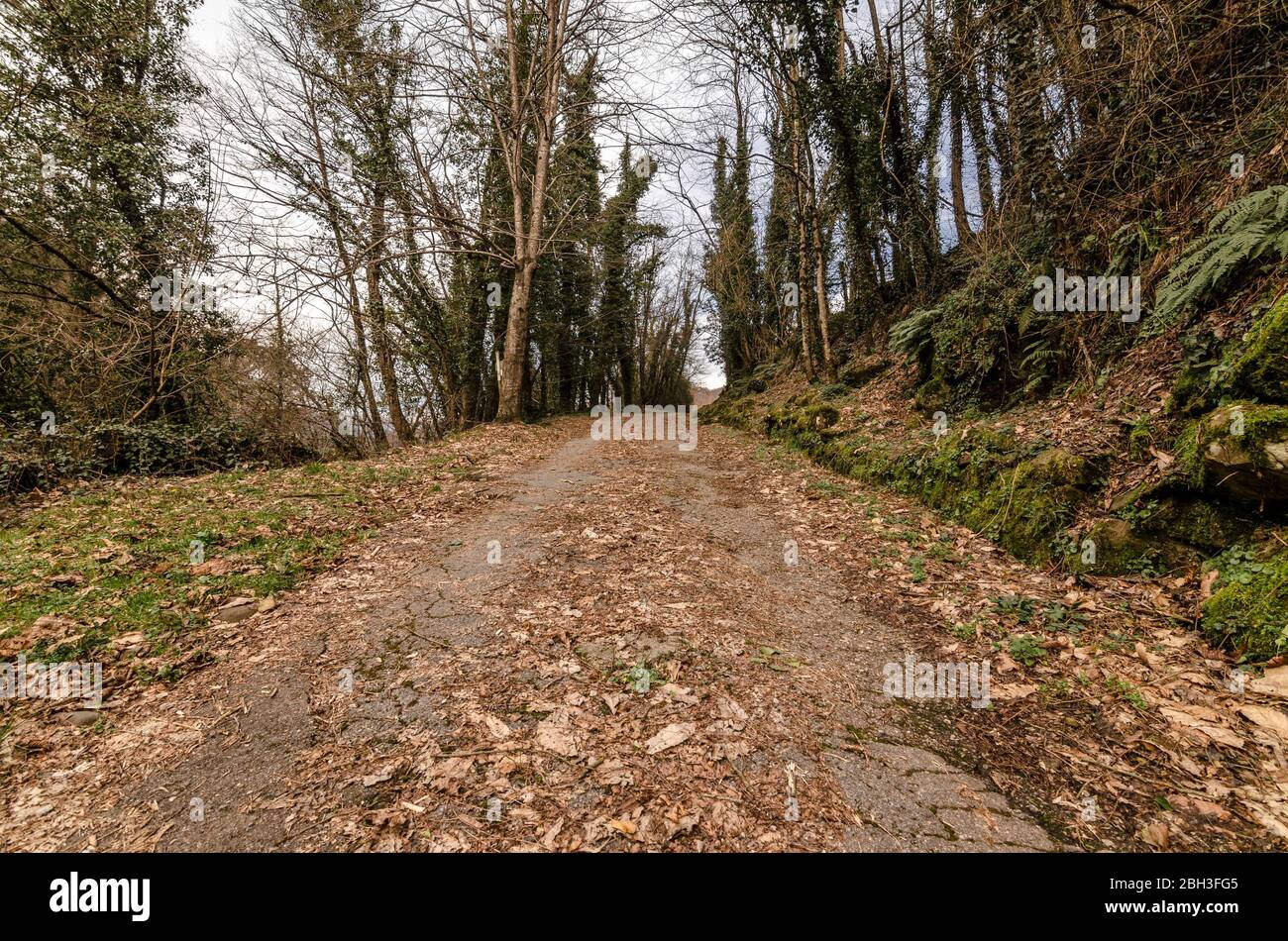 Beautiful path through the woods Stock Photo - Alamy