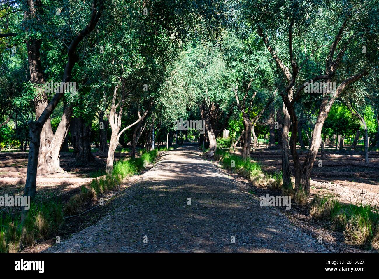 Shaded Pathway lined with Trees at Cyber Park in Marrakesh Morocco ...