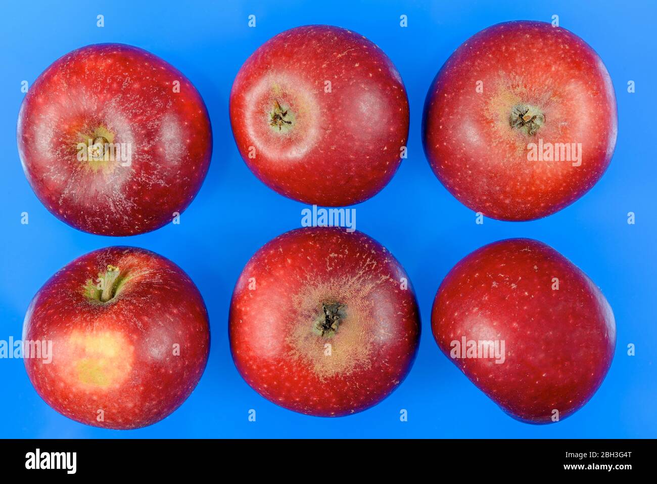 Six red Aroma apples isolated on blue background, Södermanland, Sweden ...