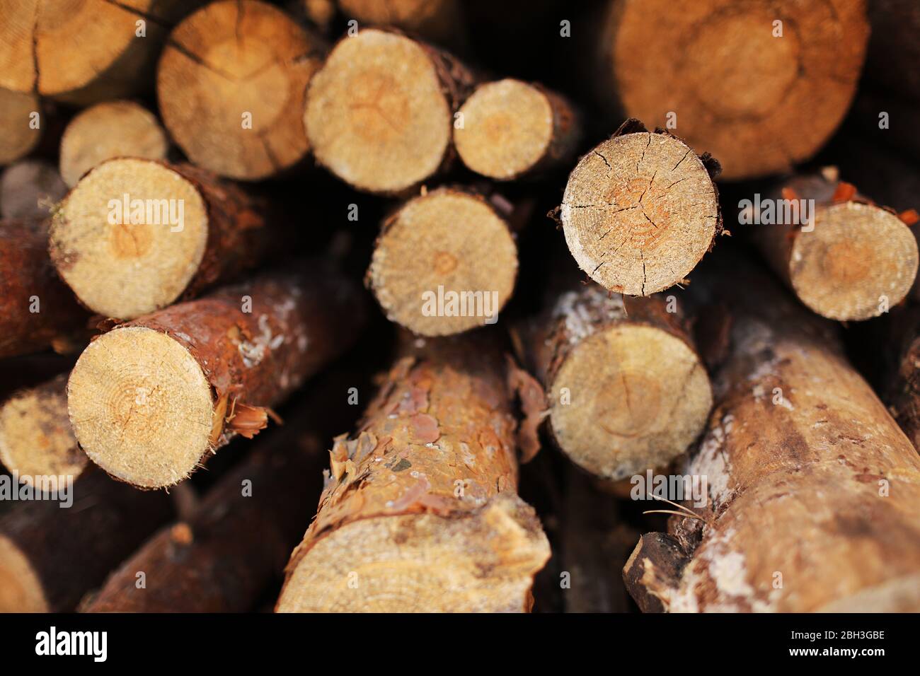 Stack of cut pine tree logs in a forest. Wood logs, timber logging ...