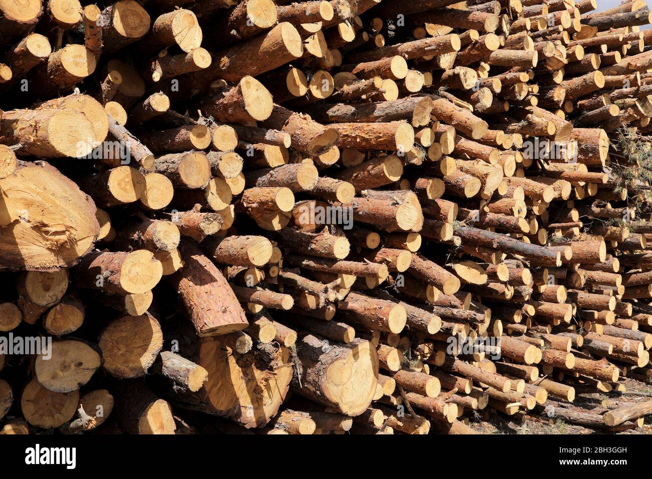 Stack of cut pine tree logs in a forest. Wood logs, timber logging ...
