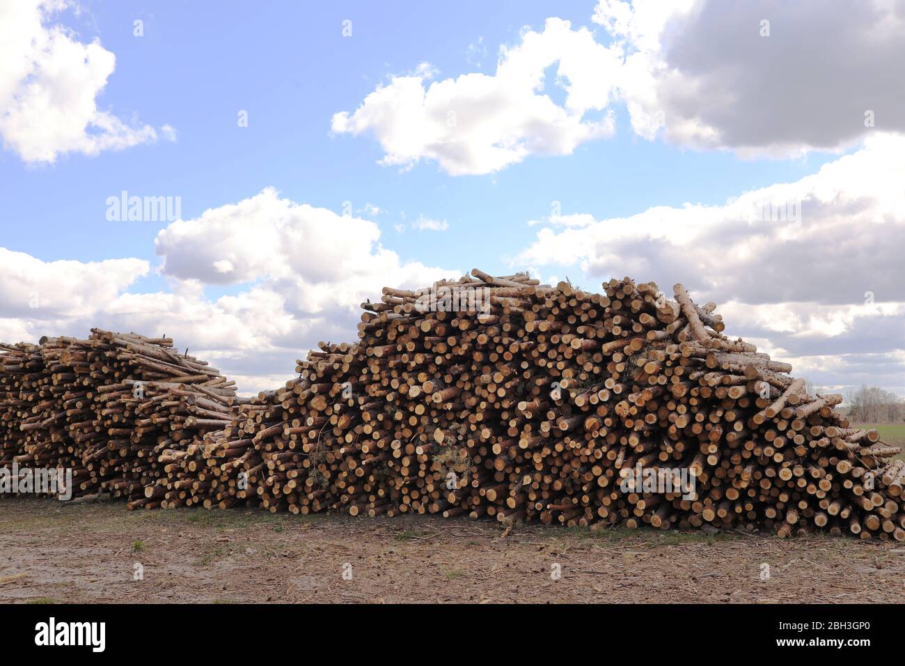Stack of cut pine tree logs in a forest. Wood logs, timber logging ...